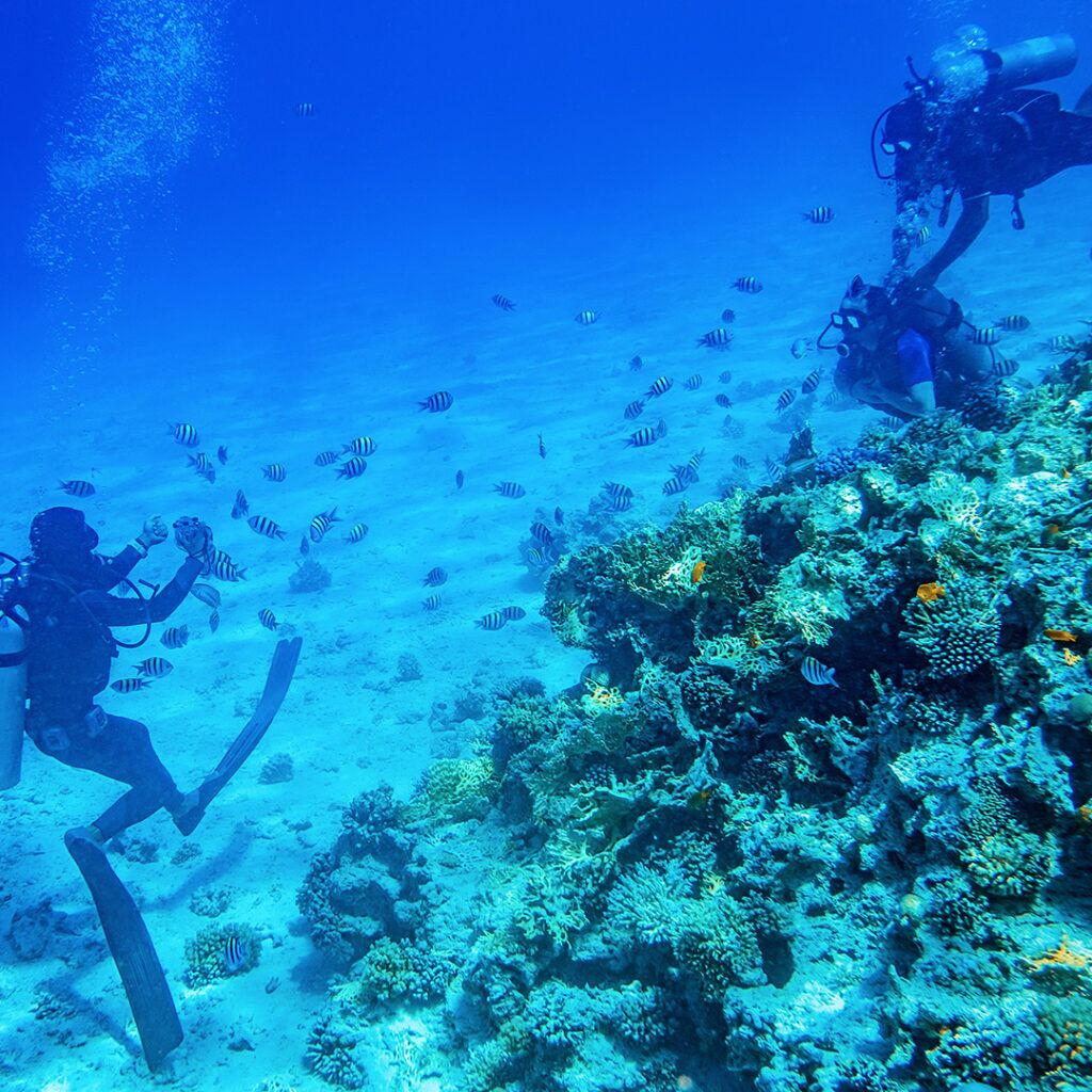 HOME - Flippers Dive