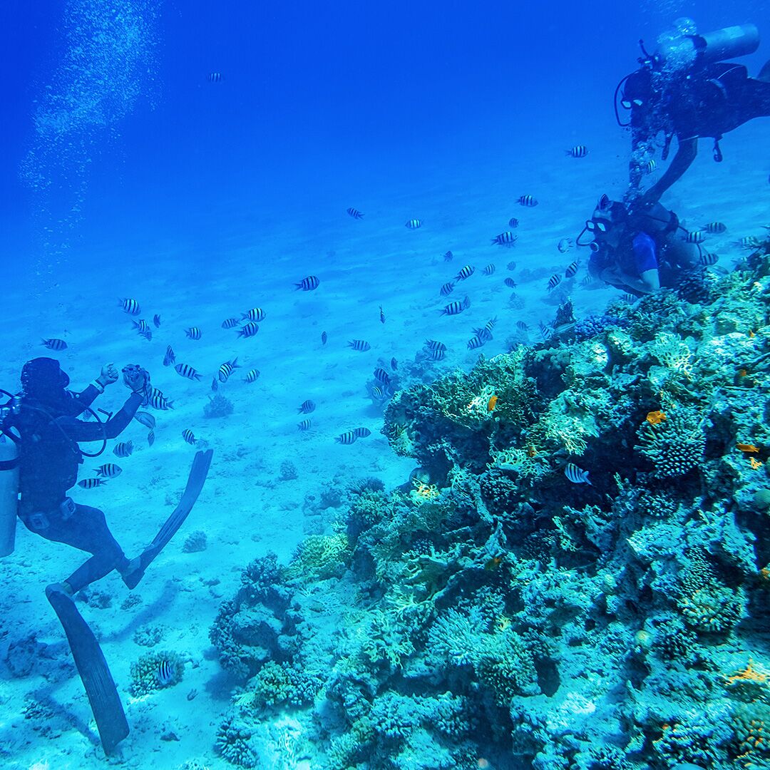 HOME - Flippers Dive