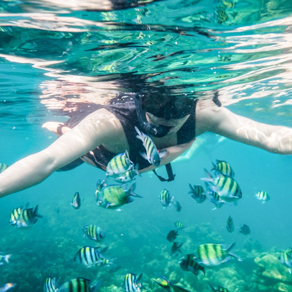 HOME - Flippers Dive