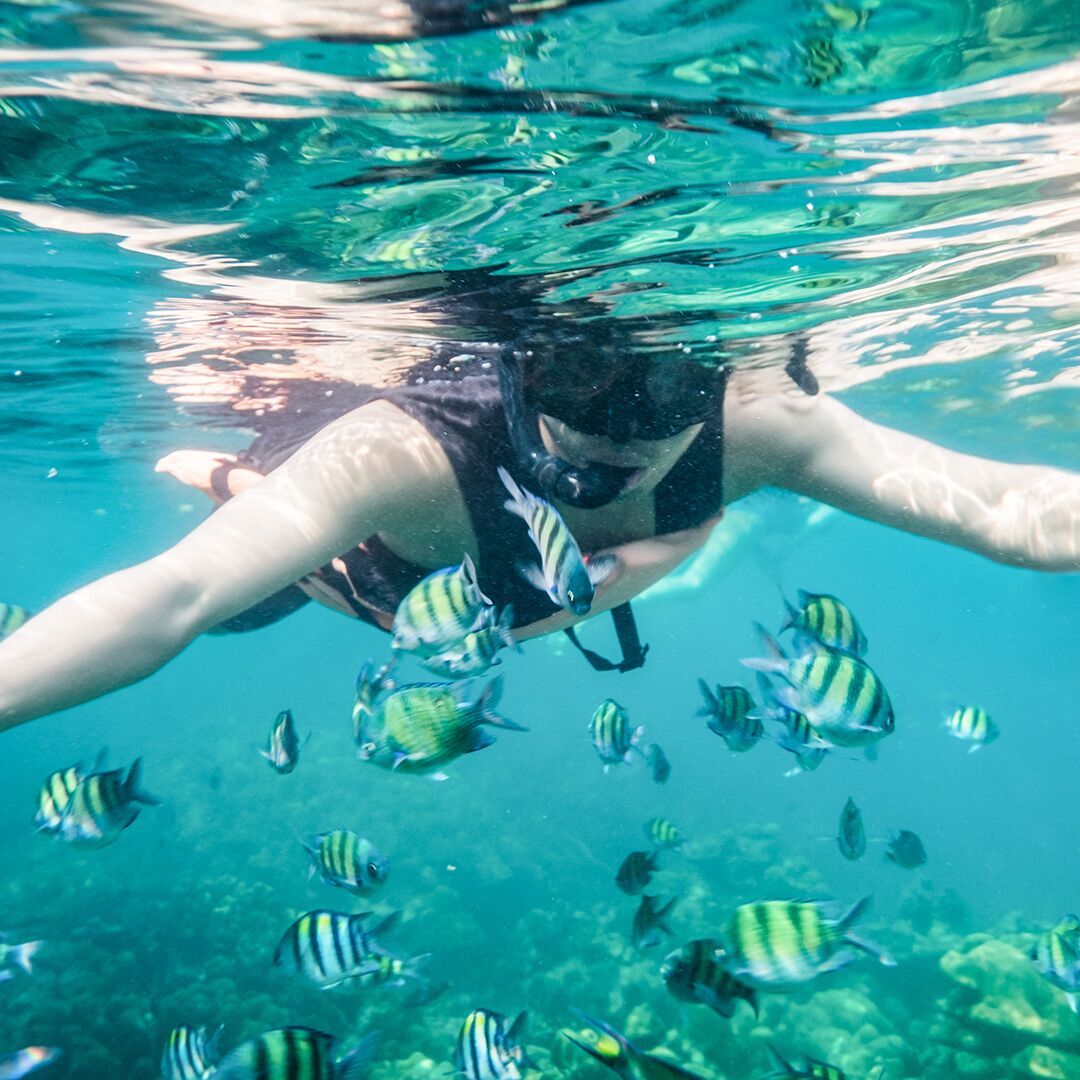 HOME - Flippers Dive